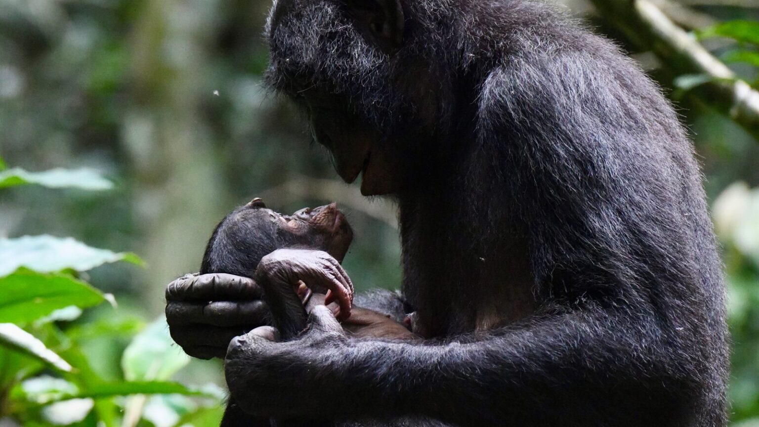 El Origen del Lenguaje Humano: Un Estudio sobre la Comunicación entre ...